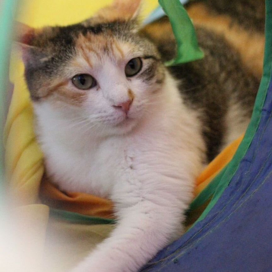 Трёхцветная кошка Элли (из приюта)