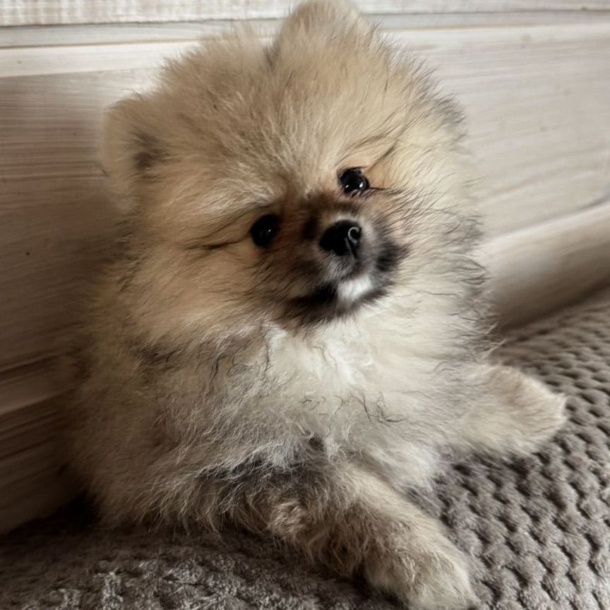 Померанский шпиц, щенок