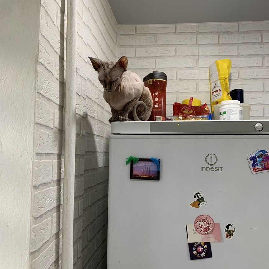 Канадский сфинкс вязка