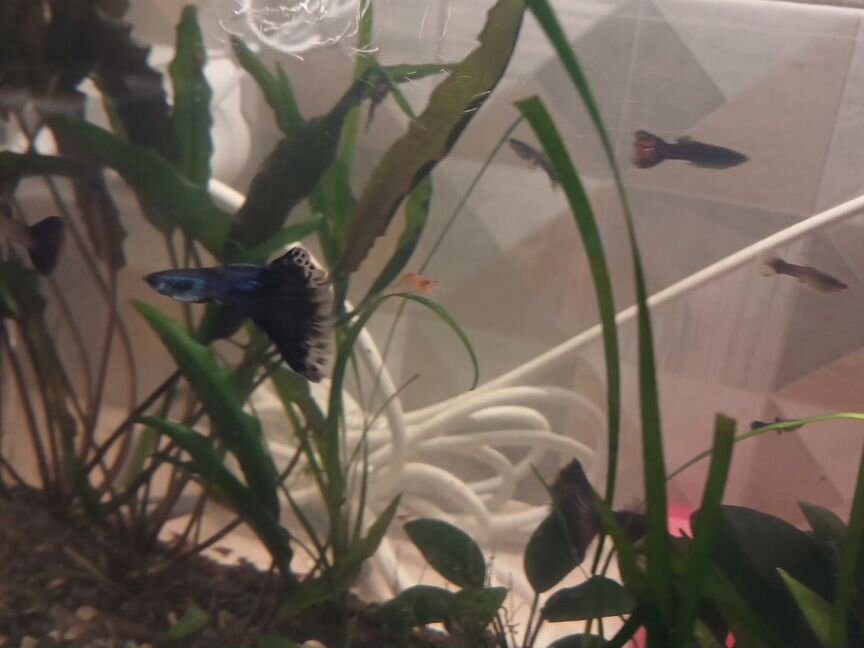 Аквариумные рыбки чистая порода