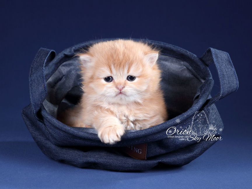 Британский золотой котенок