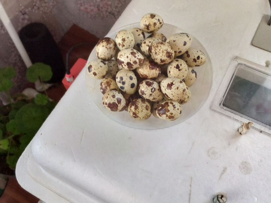 Перепела и яйцо