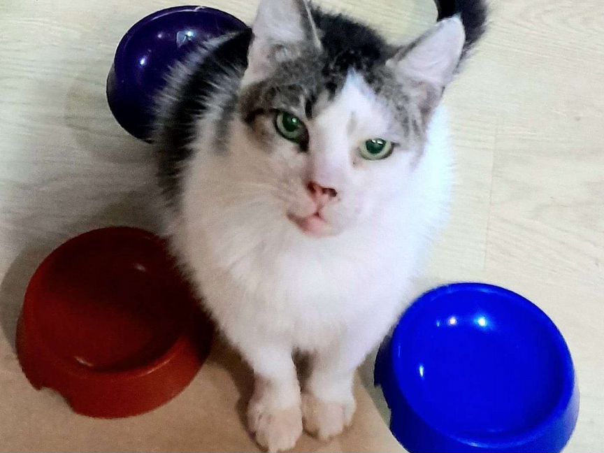 Котята, котики, дом и еда нужны всегда