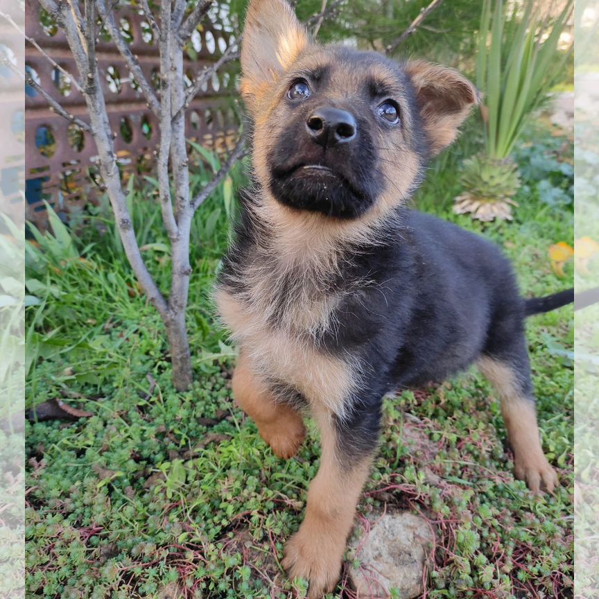 Немецкая овчарка щенок