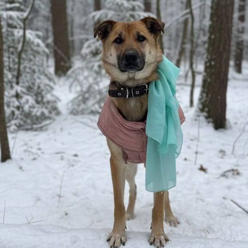 Взрослая собака в добрые руки