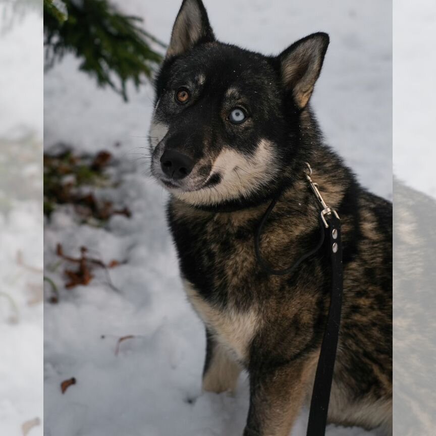 Сибирский хаски, взрослая собака