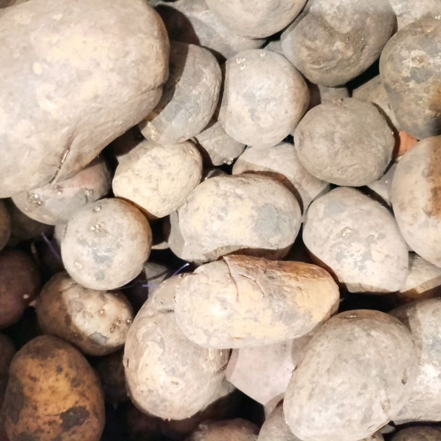 Картофель на корм для животных