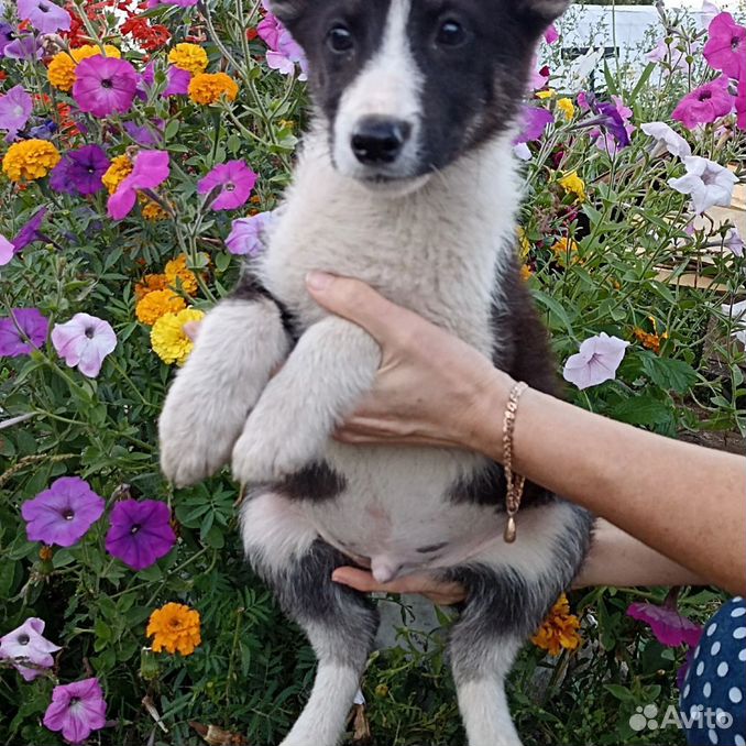 Щенок фенотипа Лайки