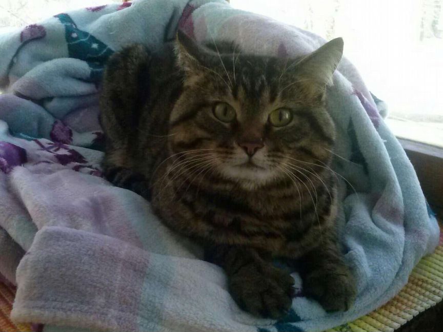 Кастрированный молодой котик