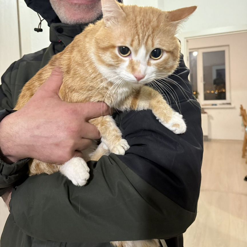 Рыжий котик в добрые руки