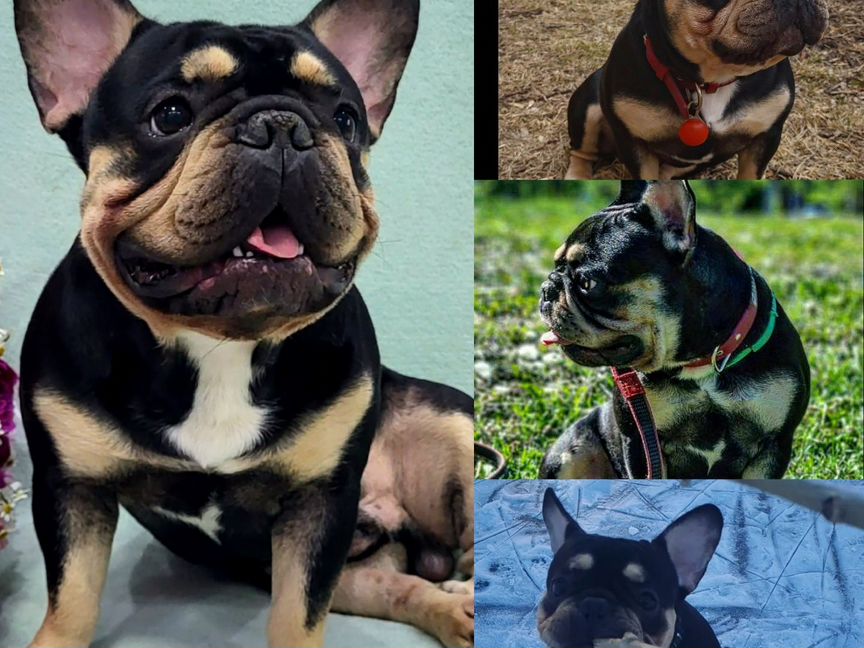 Французкий бульдог