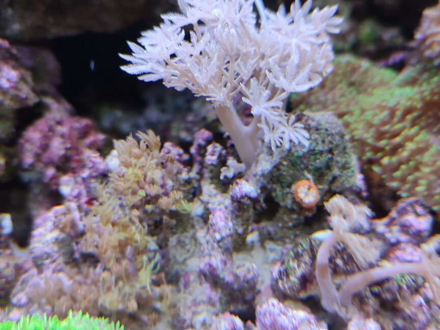 Ксения пульсирующая