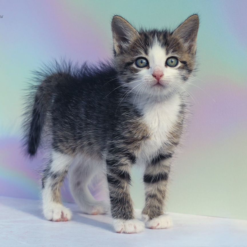Полосатик котенок мальчик Дилли, 1,5 мес