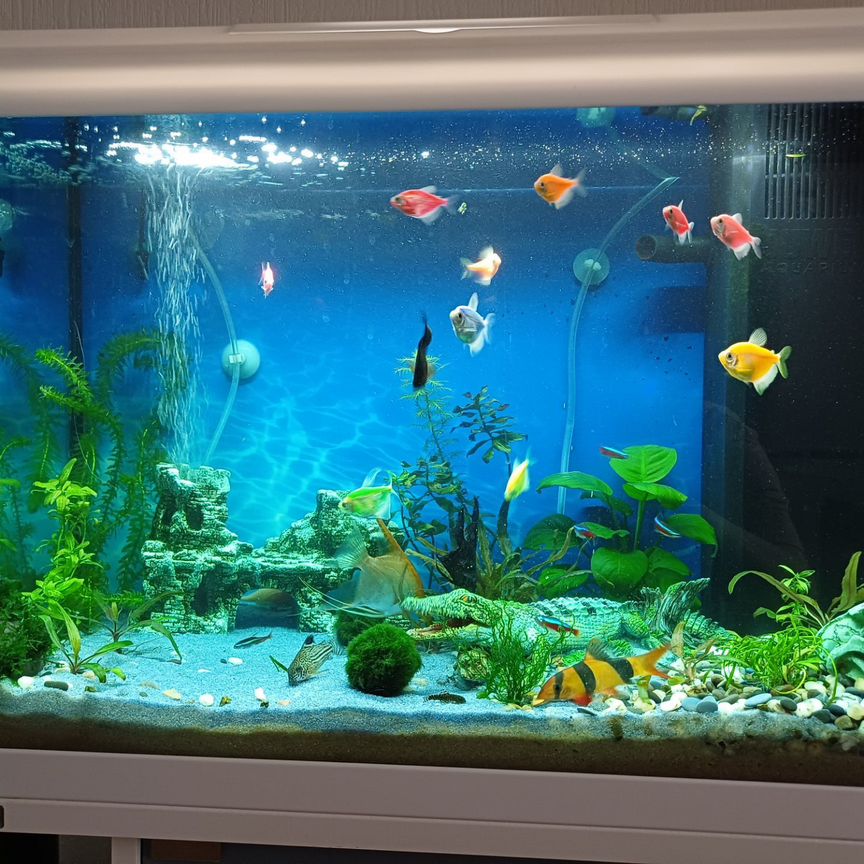 Аквариумные рыбки