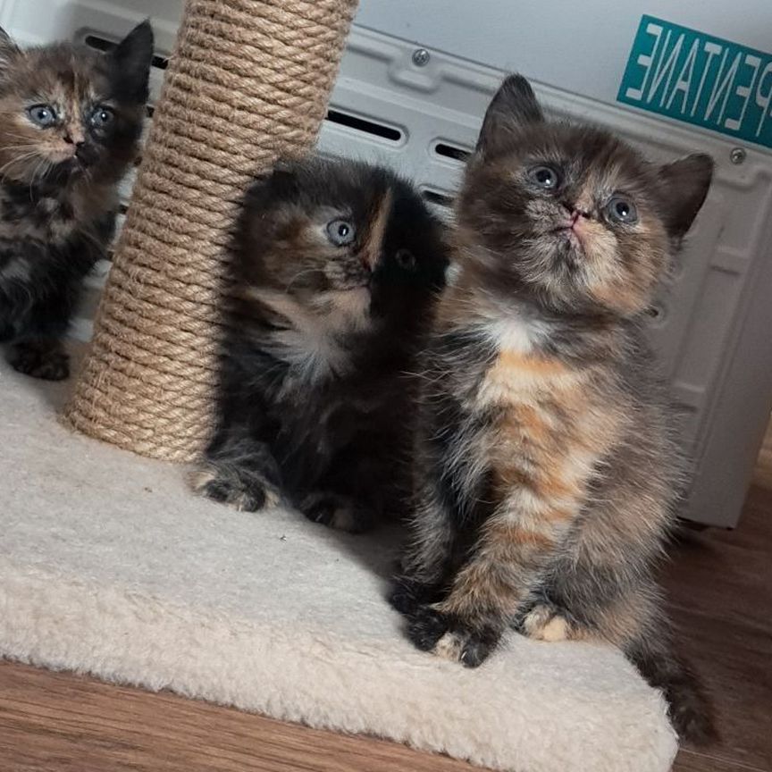 Отдам котят в добрые руки,3 девочки
