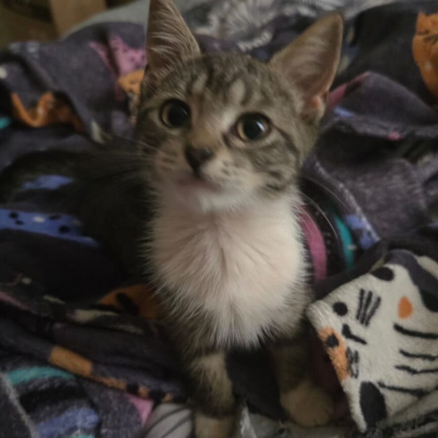 Котёнок в дар