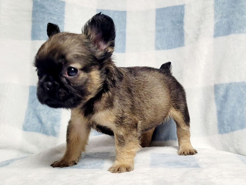 Девочка Флаффи бульдог