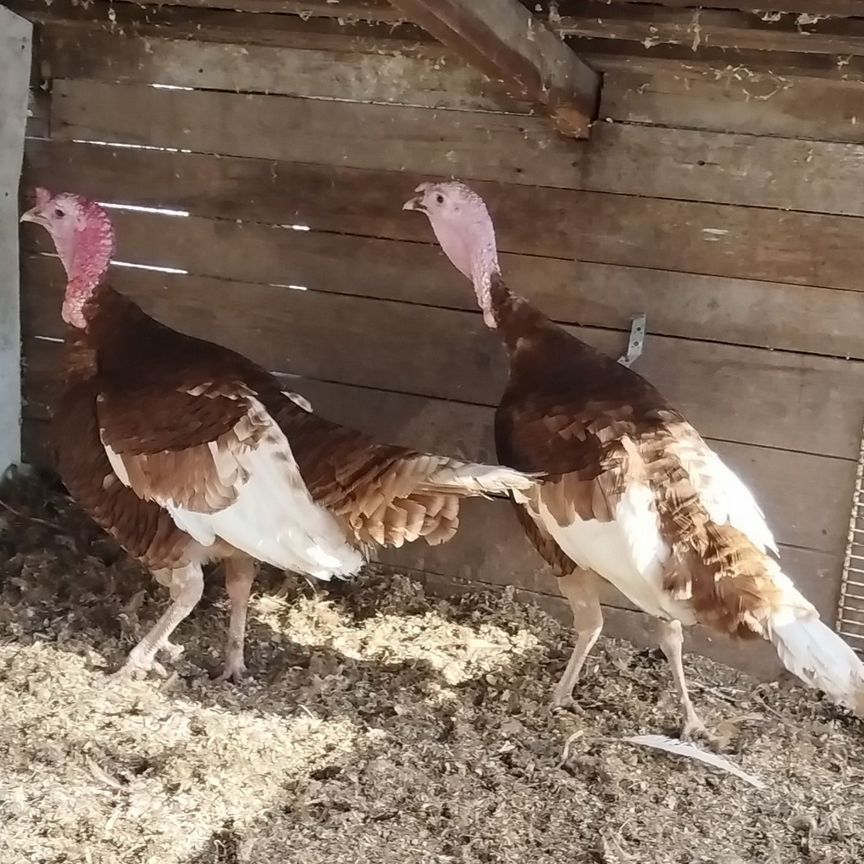 Индюки на племя