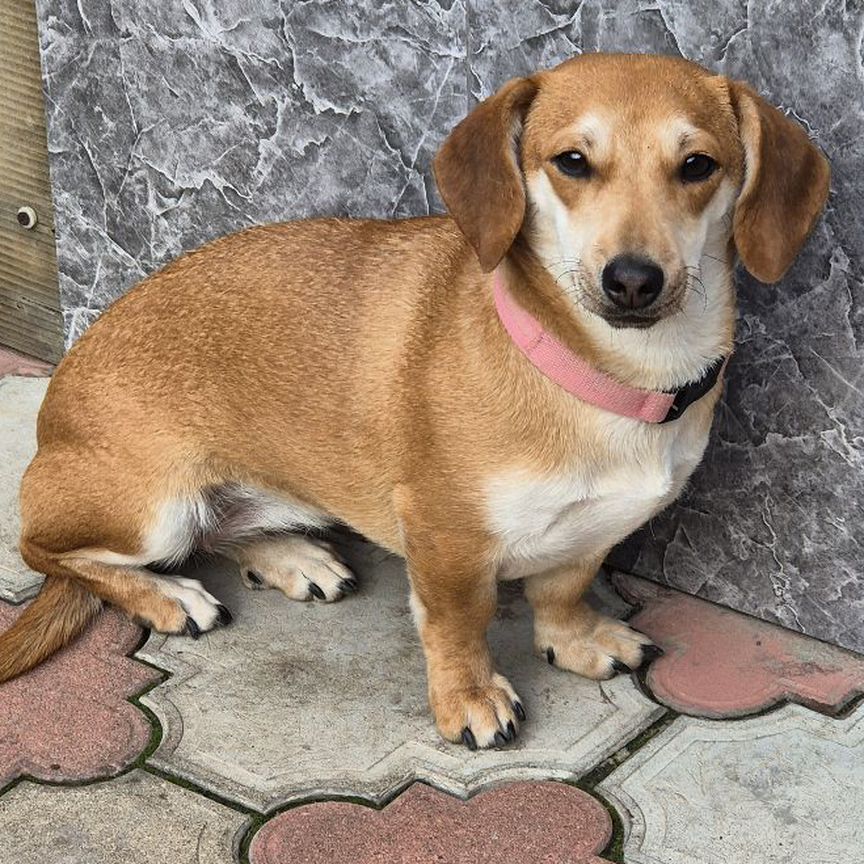 Взрослая собака в добрые руки