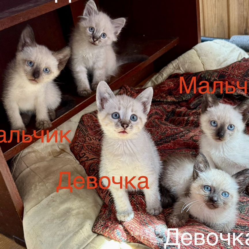 Котята в добрые руки