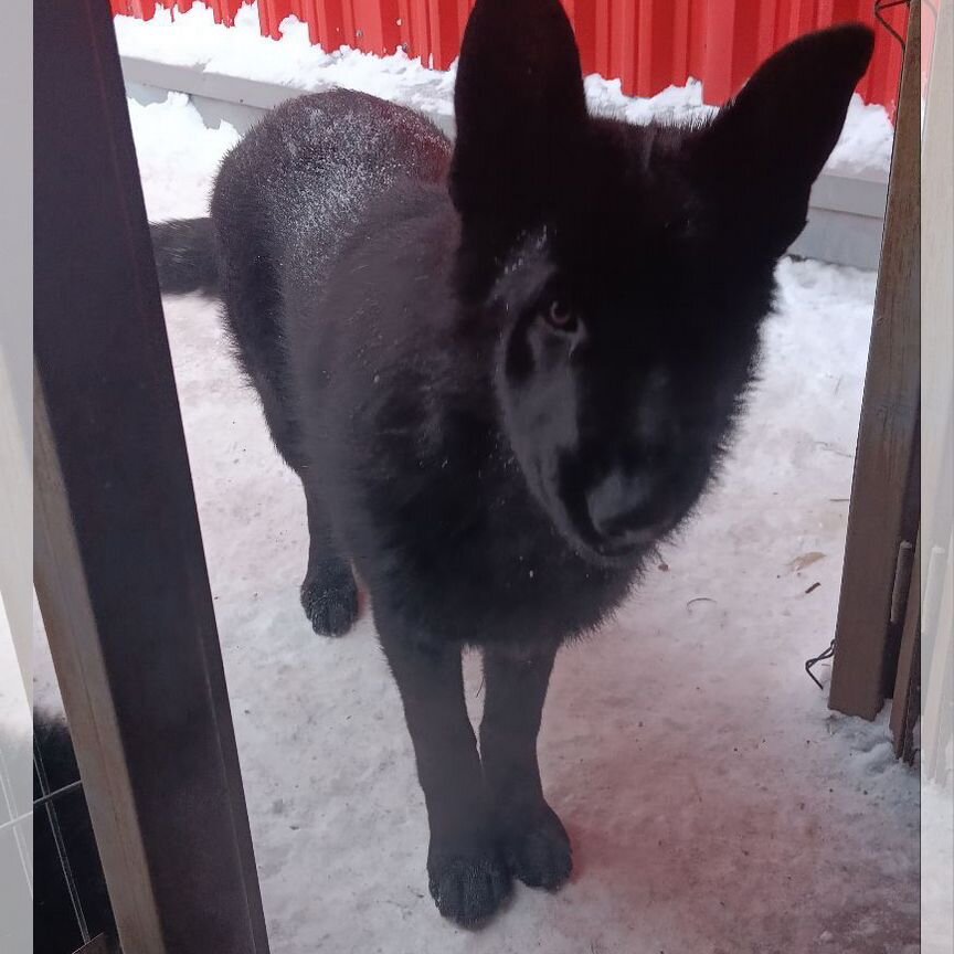 Немецкая овчарка, щенок