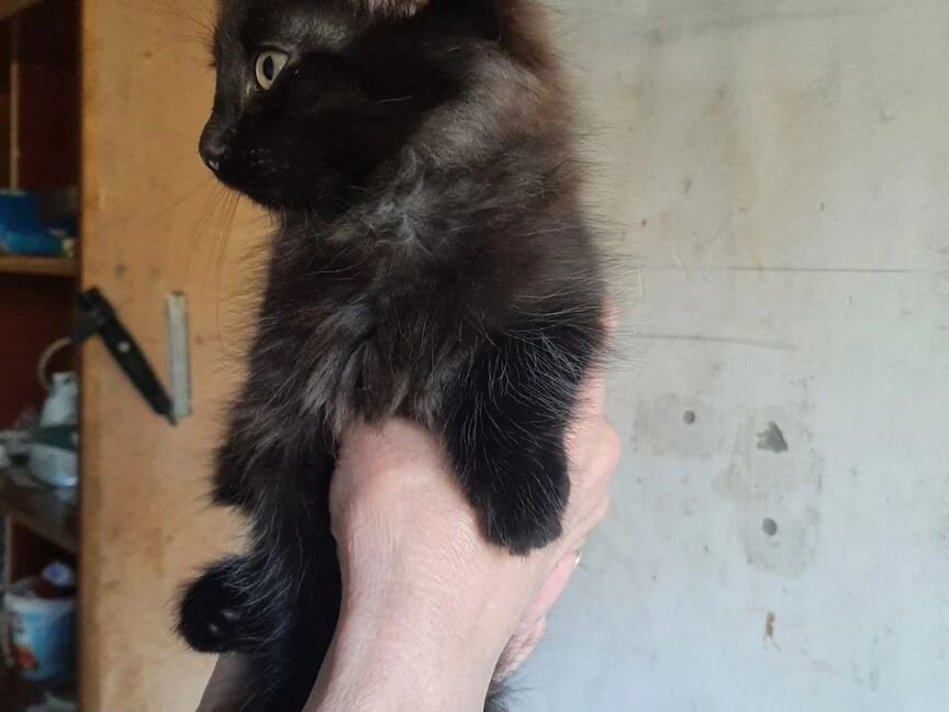 Тёма и Фома 1,5 мес