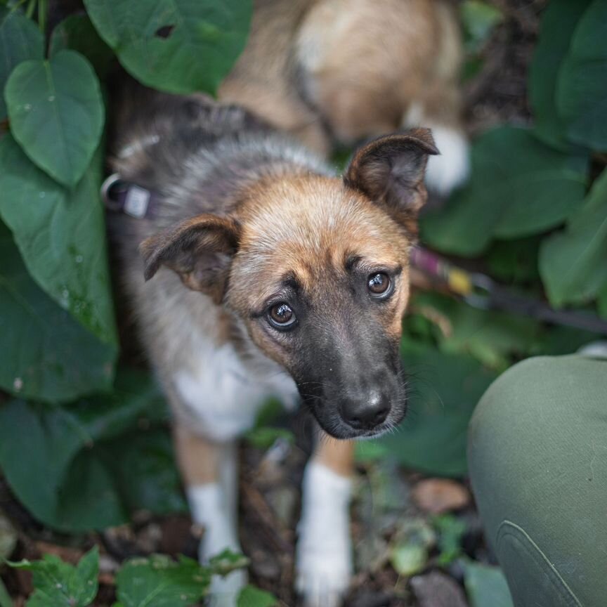 Маленькая собака в добрые руки