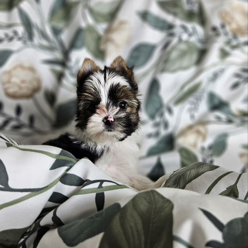 Щенки йорка девочки