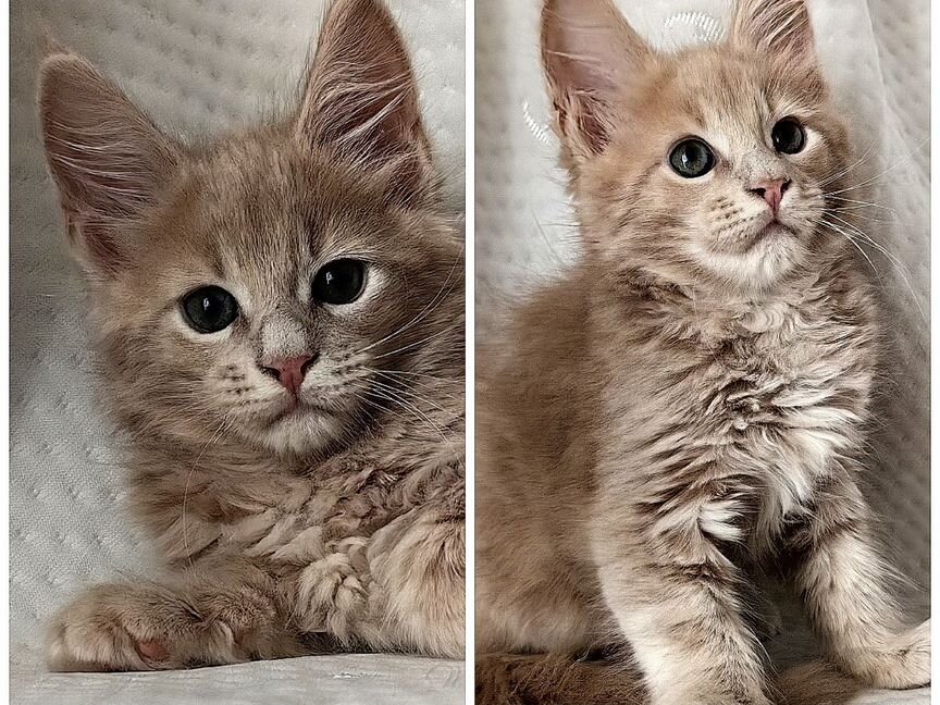 Мейн-кун снежный барс