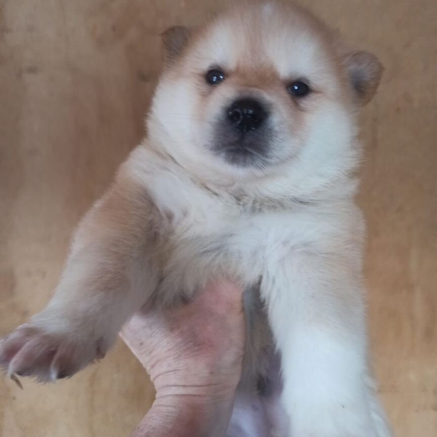 Щенкам очень нужен дом и любящий хозяин