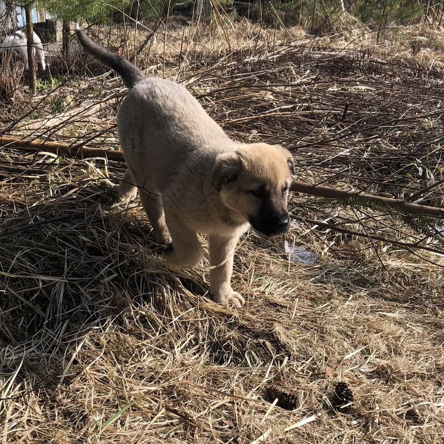 Отдам в добрые и ответсвенные руки щенят