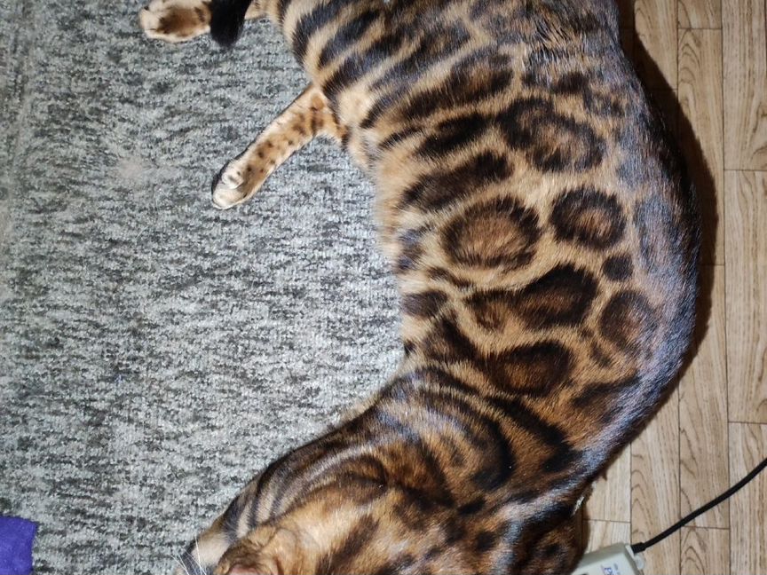 Ищет кошечку