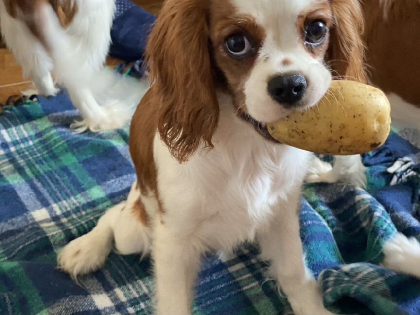 Кавалер кинг чарльз спаниель девочка