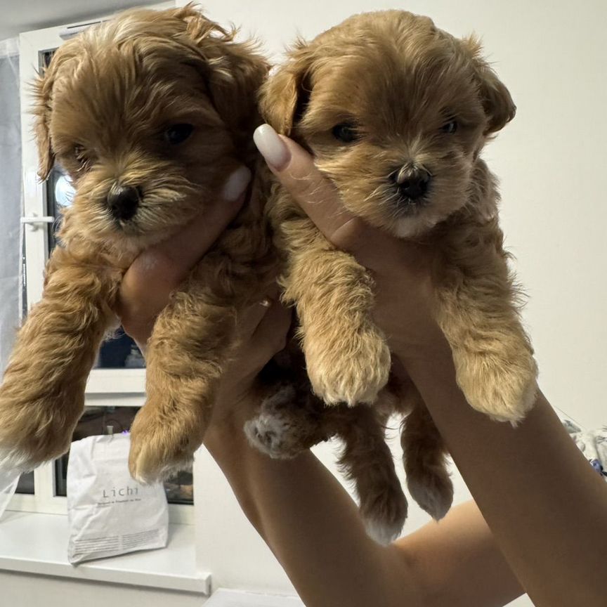 Щенки Мальтипу шоколадные