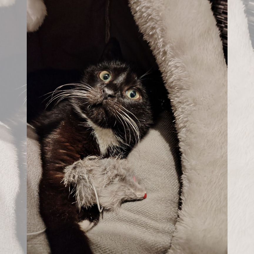 Взрослый кот в добрые руки