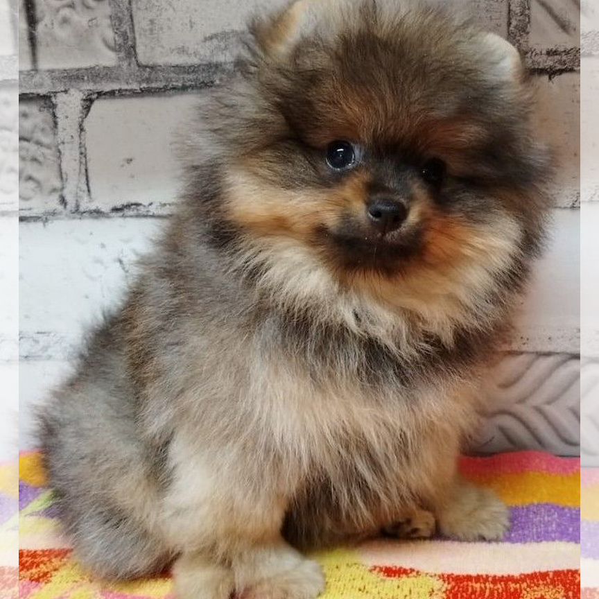Померанский шпиц, щенок