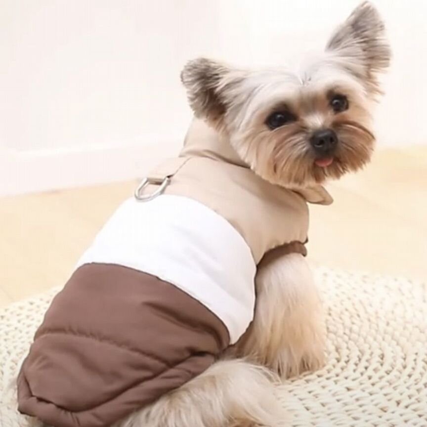 Жилетка для маленькой собаки