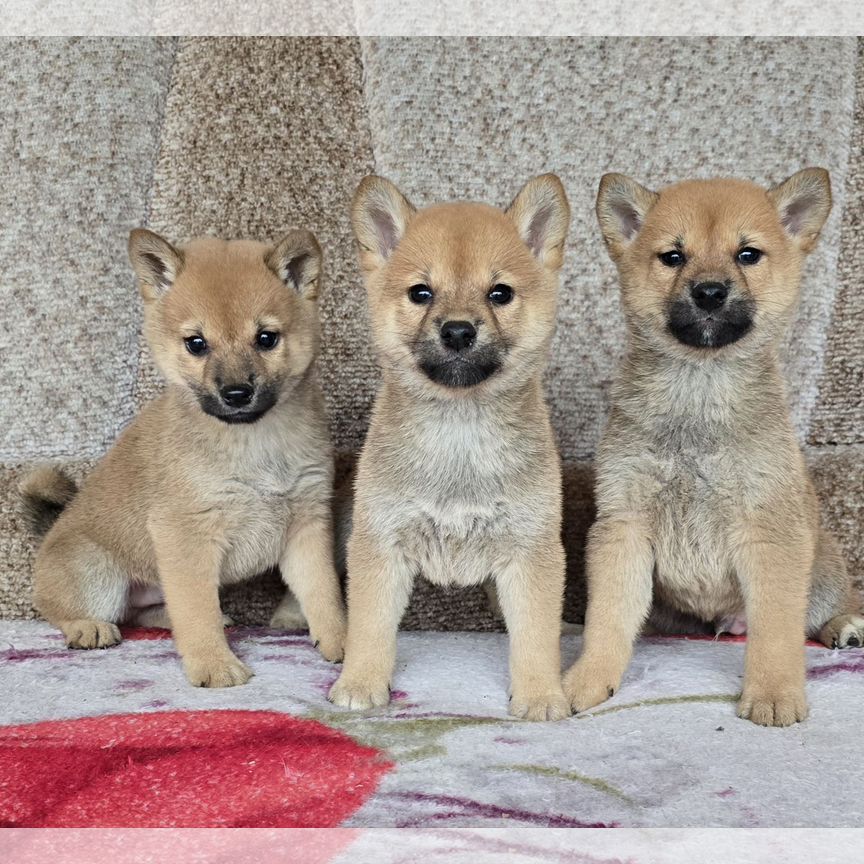 Сиба-ину, щенок