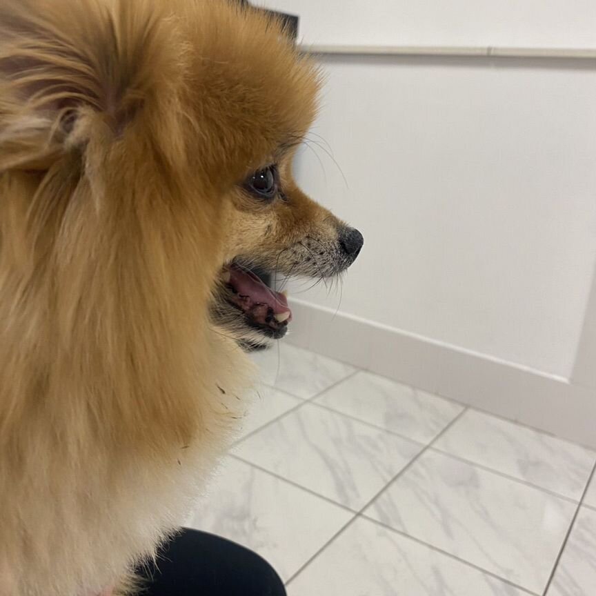 Померанский шпиц