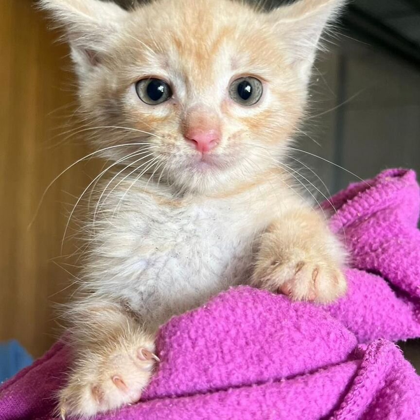 Котенок из приюта