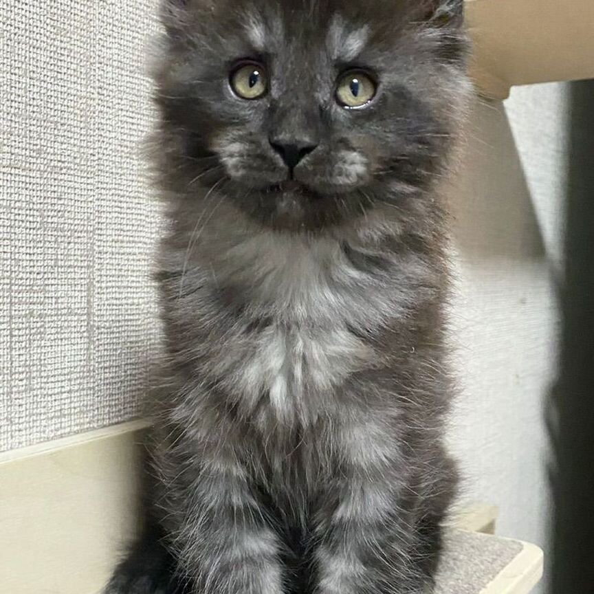 Котята мейн-кун