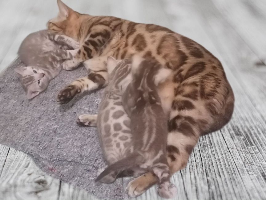 Бенгальские котята