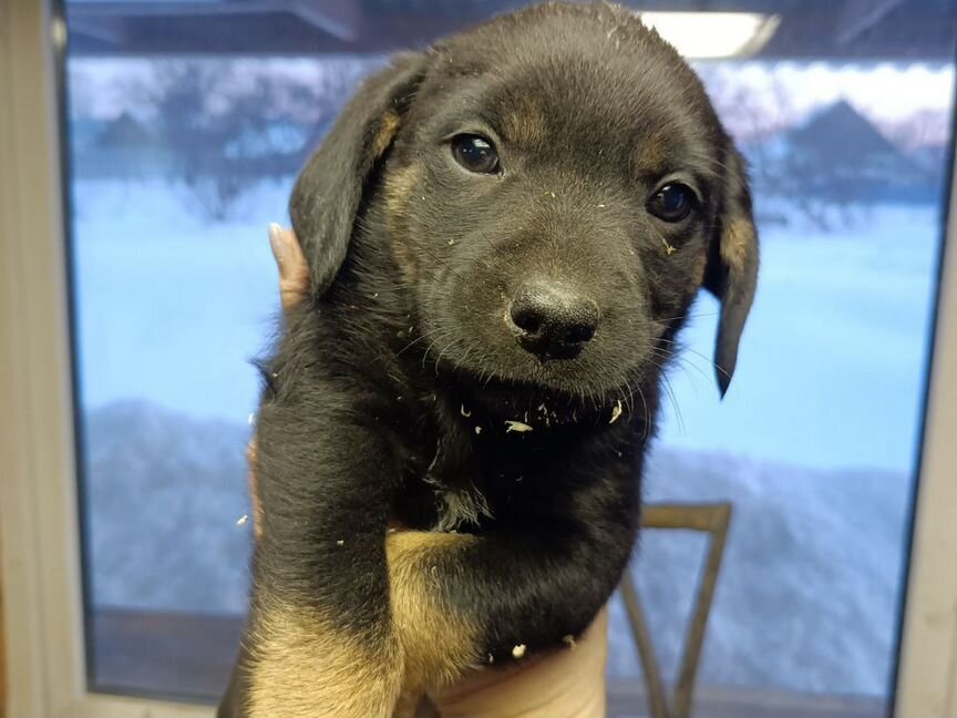 Собака в добрые руки отдам бесплатно