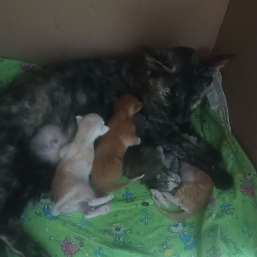 Ориентальные котята