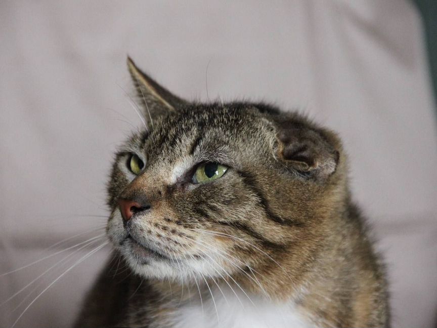 Неповторимый кот Рокки ищет дом