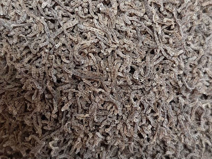 Сухой мотыль для аквариумных рыб