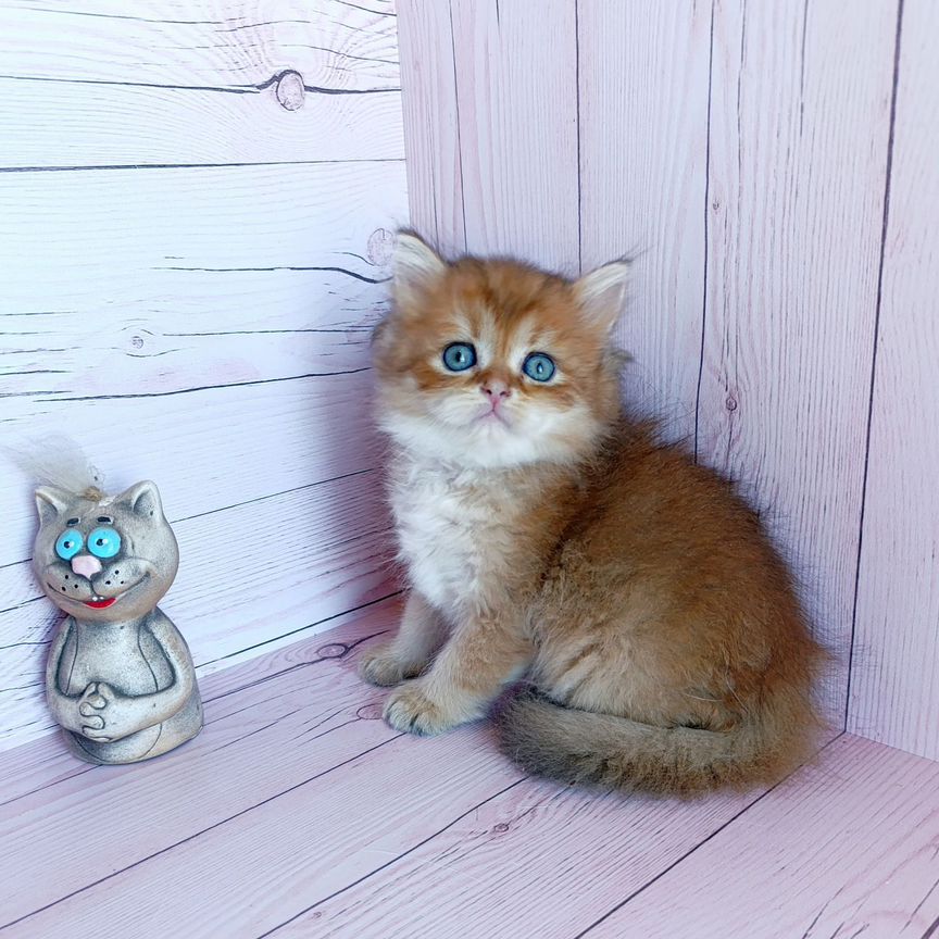 Шотландский котик