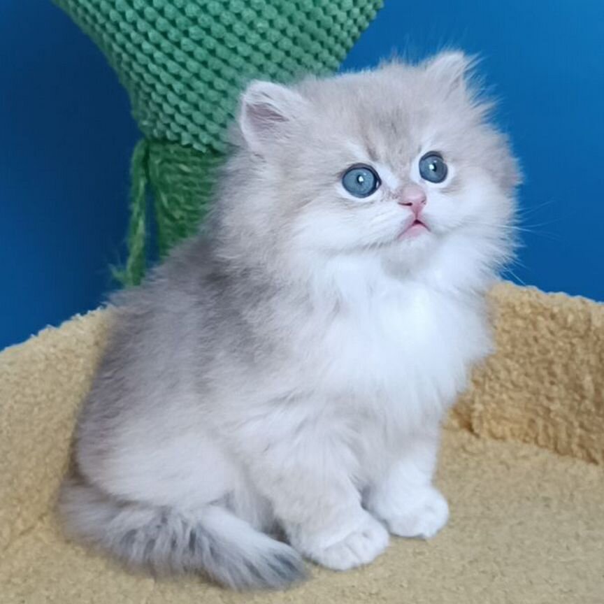 Британский длинношёрстный котёнок