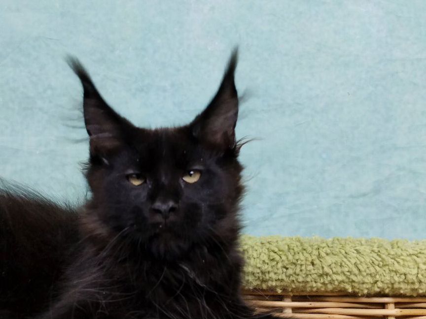 Котята мейн-кун