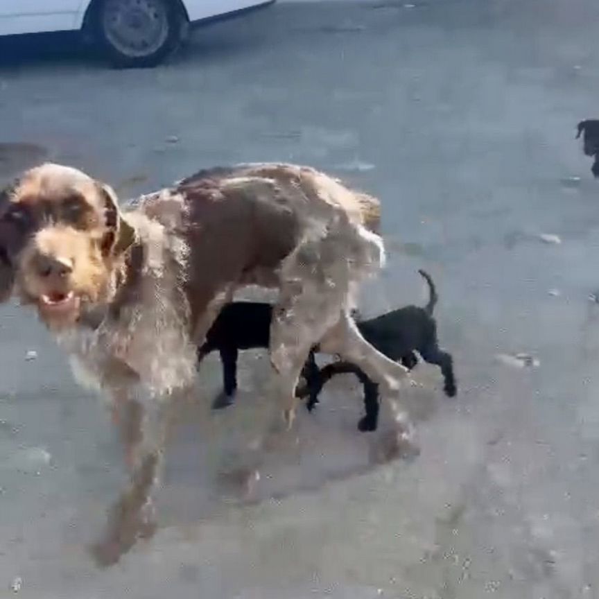 Дратхаар со щенками в беде